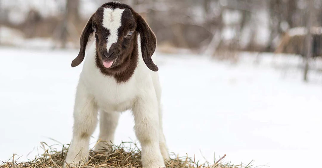 Tips and Tricks: How to Care for Goats in Cold Weather — Tri County ...