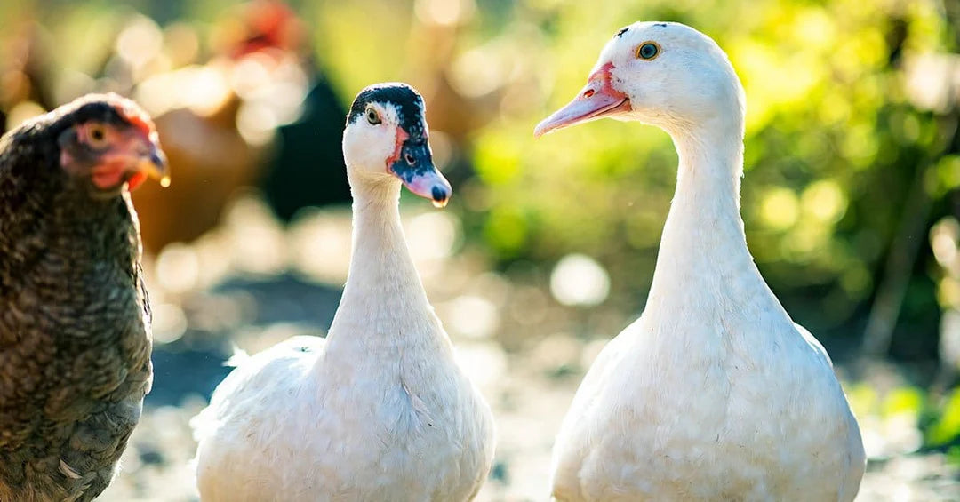 Backyard Poultry: More than Just Chickens — Tri County Feed Service