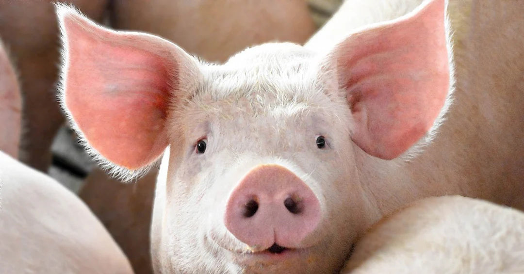 A Feeding Guide for Pigs Throughout Their Life Stages — Tri County Feed ...