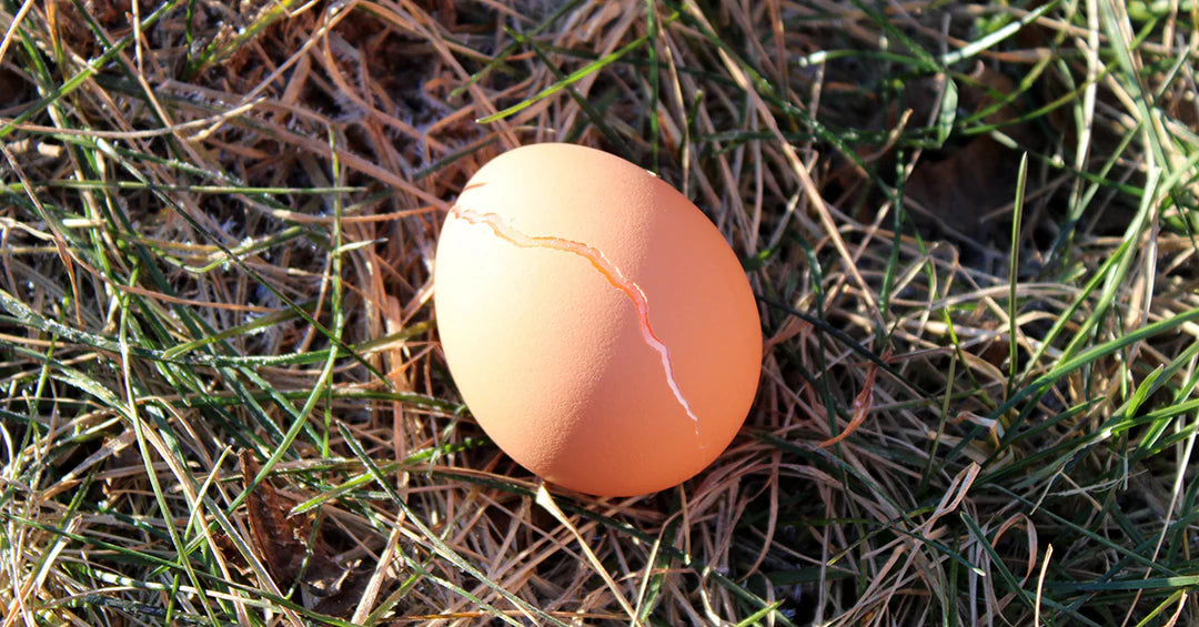 Common Eggshell Defects – Cracks and Checks — Tri County Feed Service