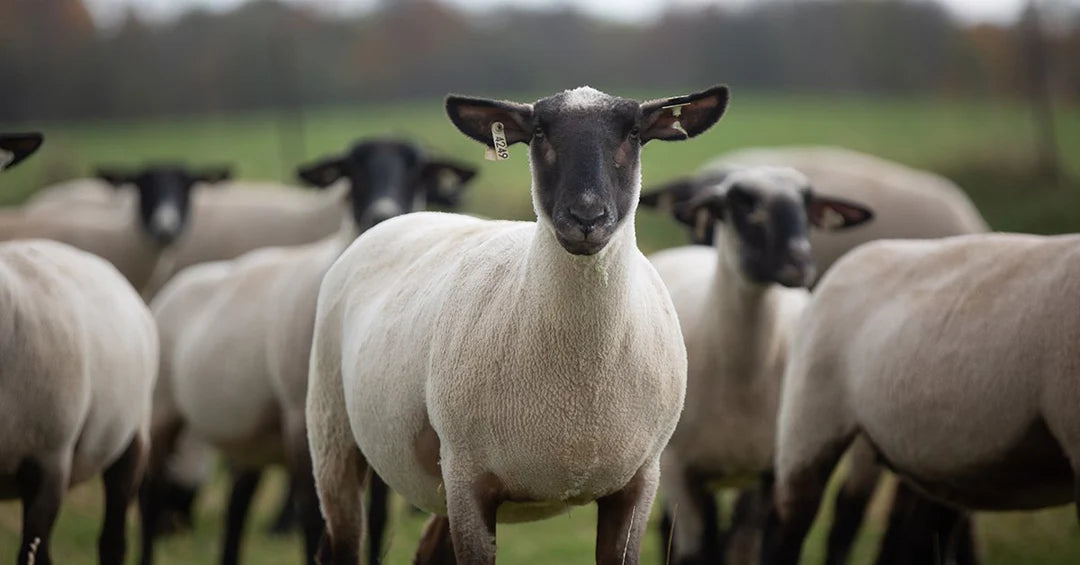 How to Feed Ewes Through Breeding, Pregnancy and Lactation — Tri County ...